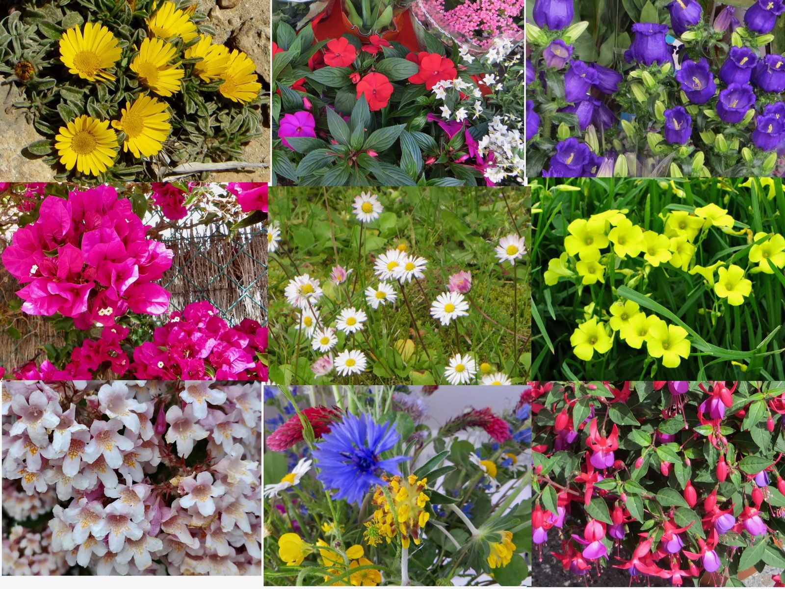 Solve Bushes and wild flowers jigsaw puzzle online with 300 pieces