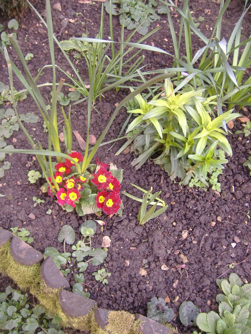 Solve Seasonal Nature - Spring - Garden - Primroses / Primula Red ...