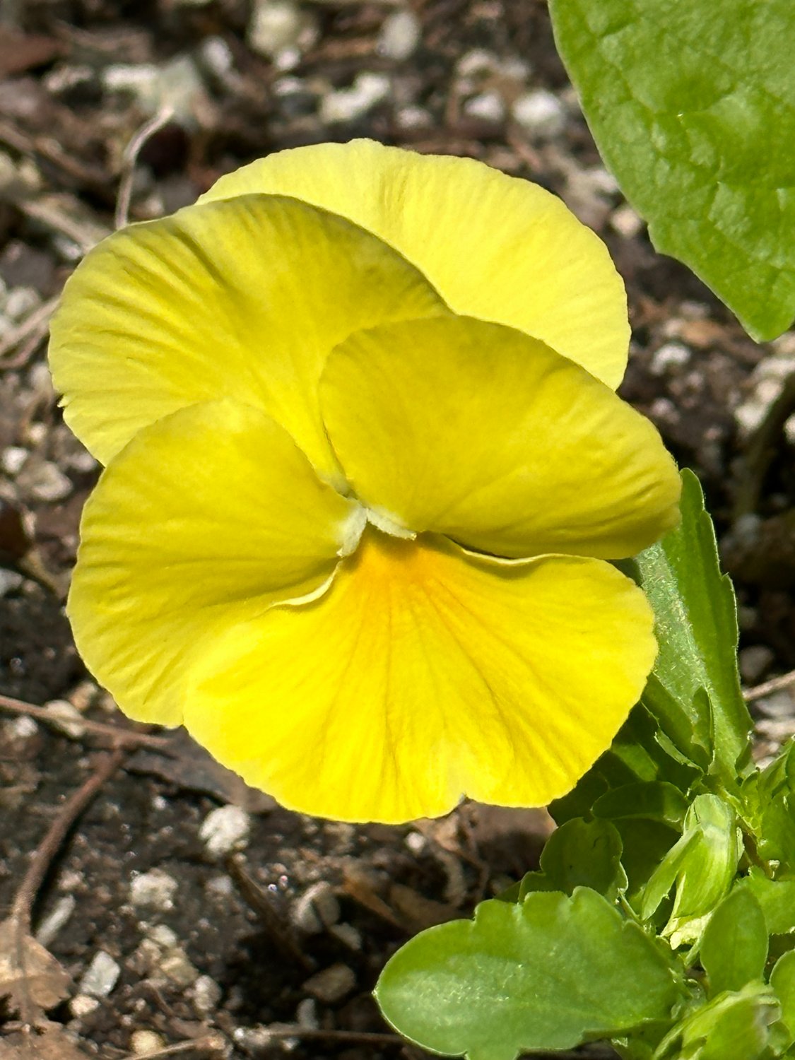 Solve Yellow pansy jigsaw puzzle online with 63 pieces