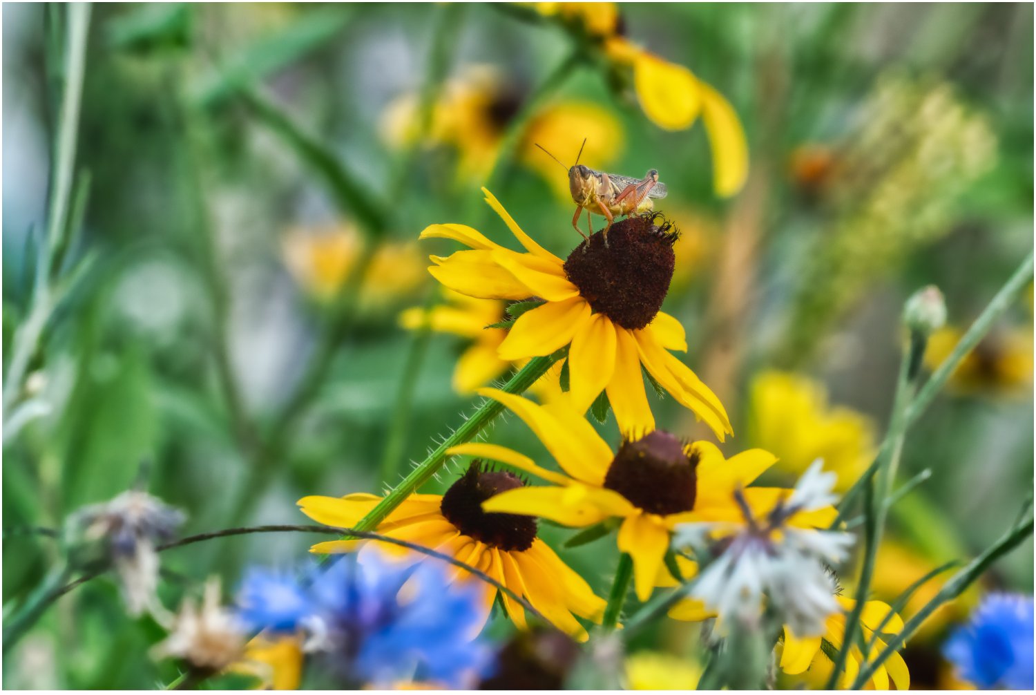 Solve The Grasshopper Stare jigsaw puzzle online with 12 pieces