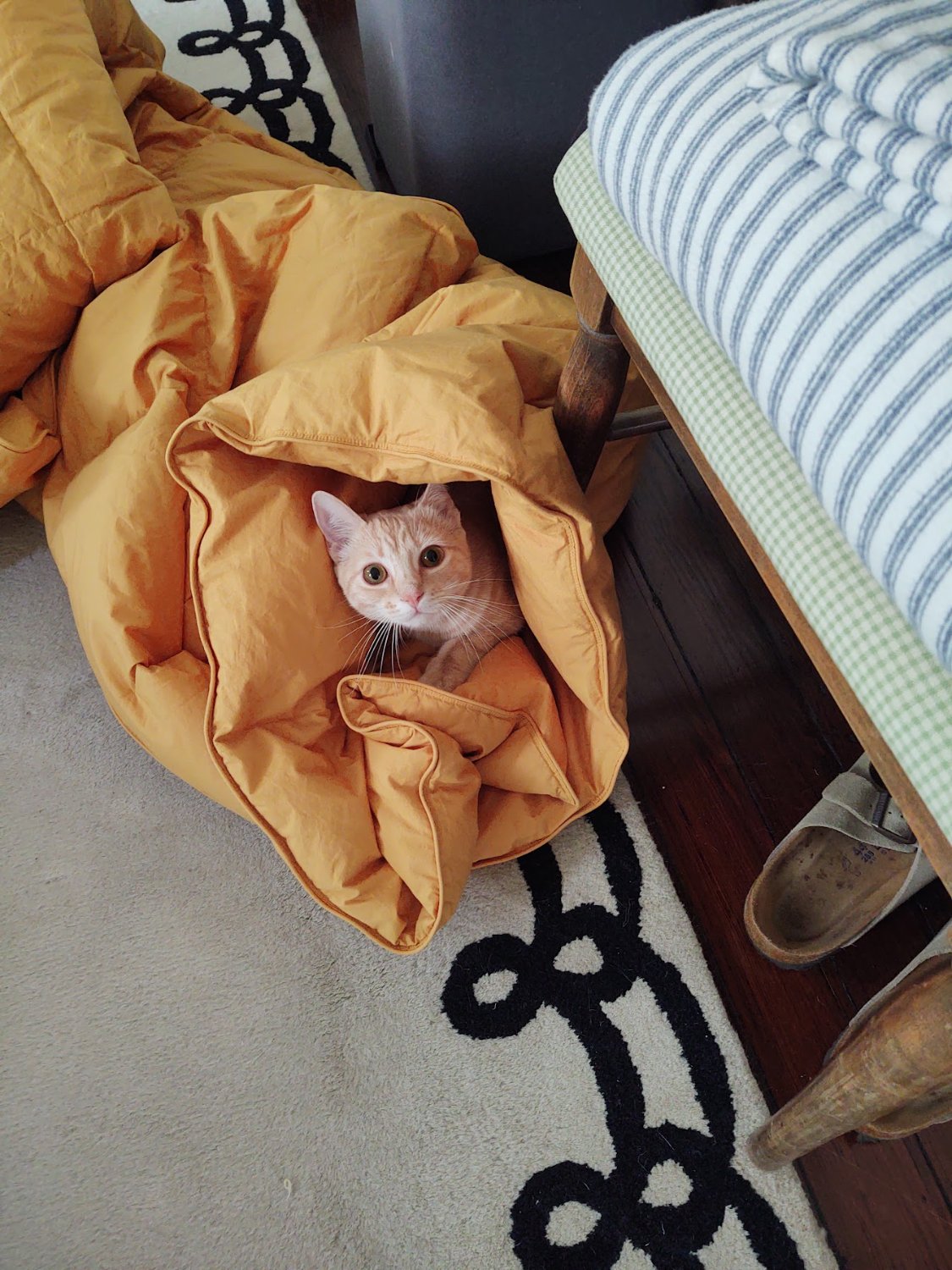 Solve Cold Kitty jigsaw puzzle online with 108 pieces