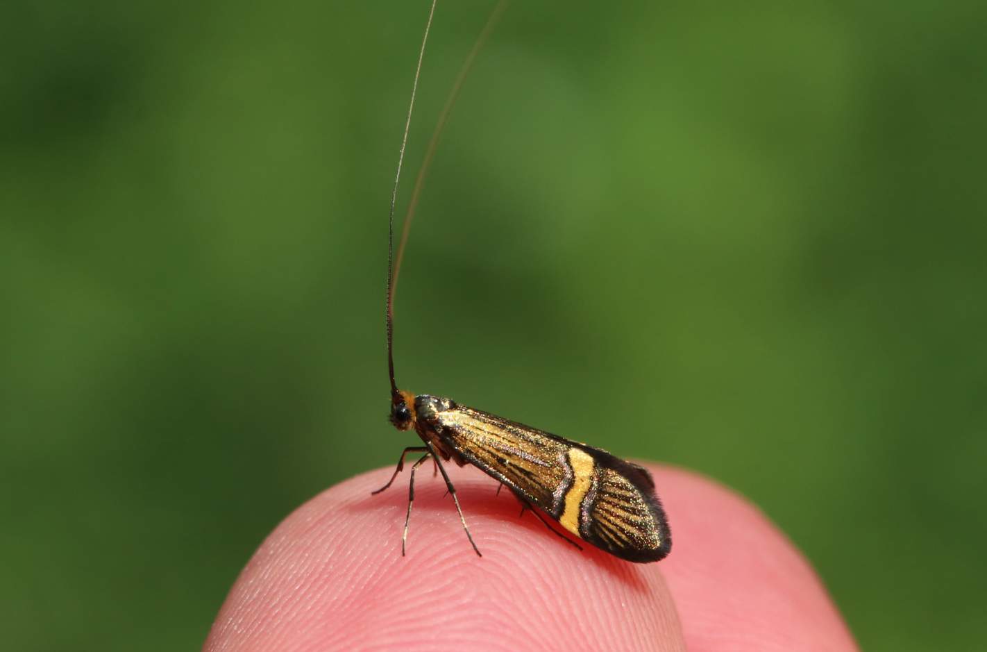 Solve yellow-barred long-horn moth - Nemophora degeerella ...