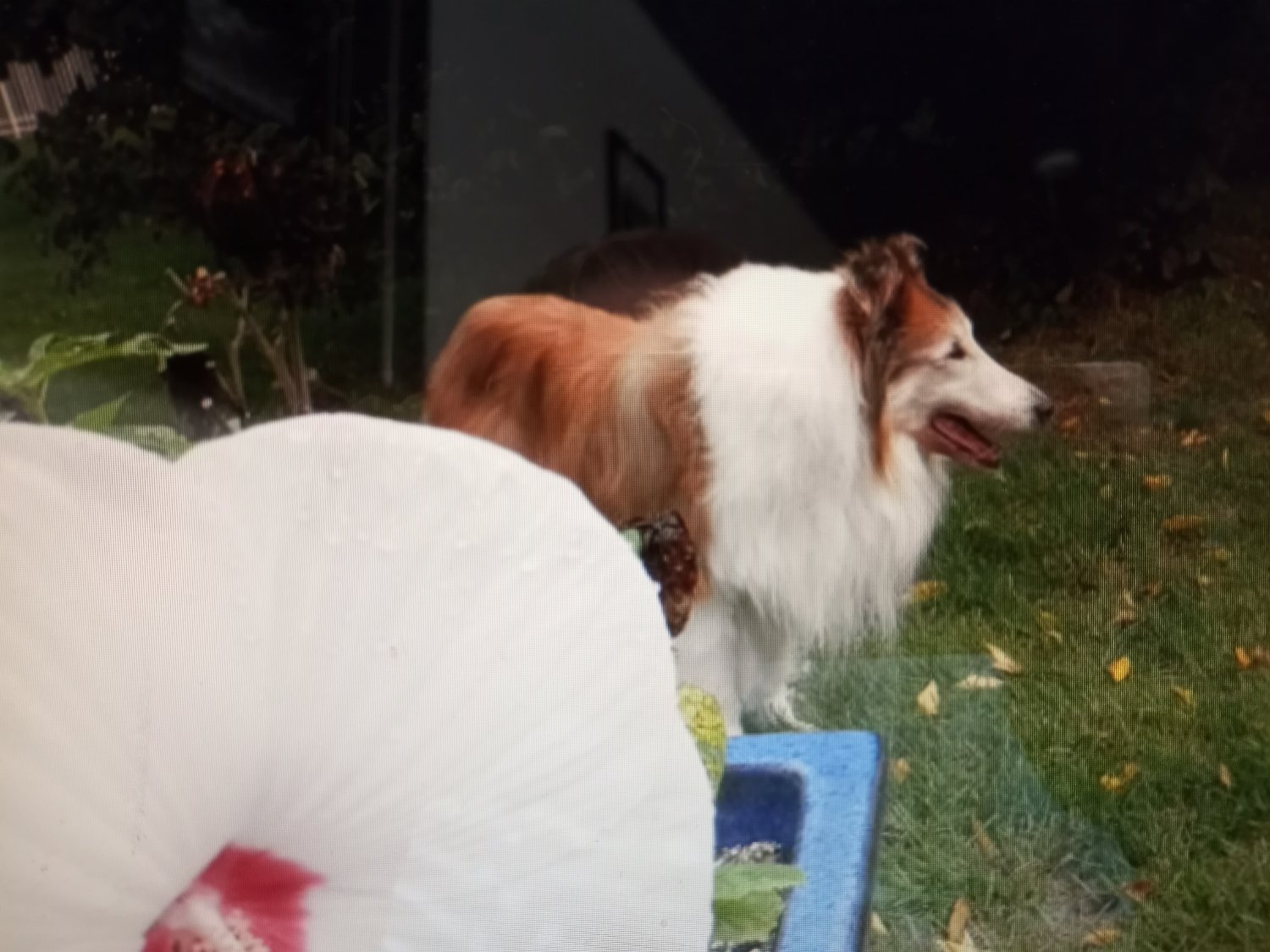 Solve A Hibiscus flower and my Collie flower jigsaw puzzle online with ...