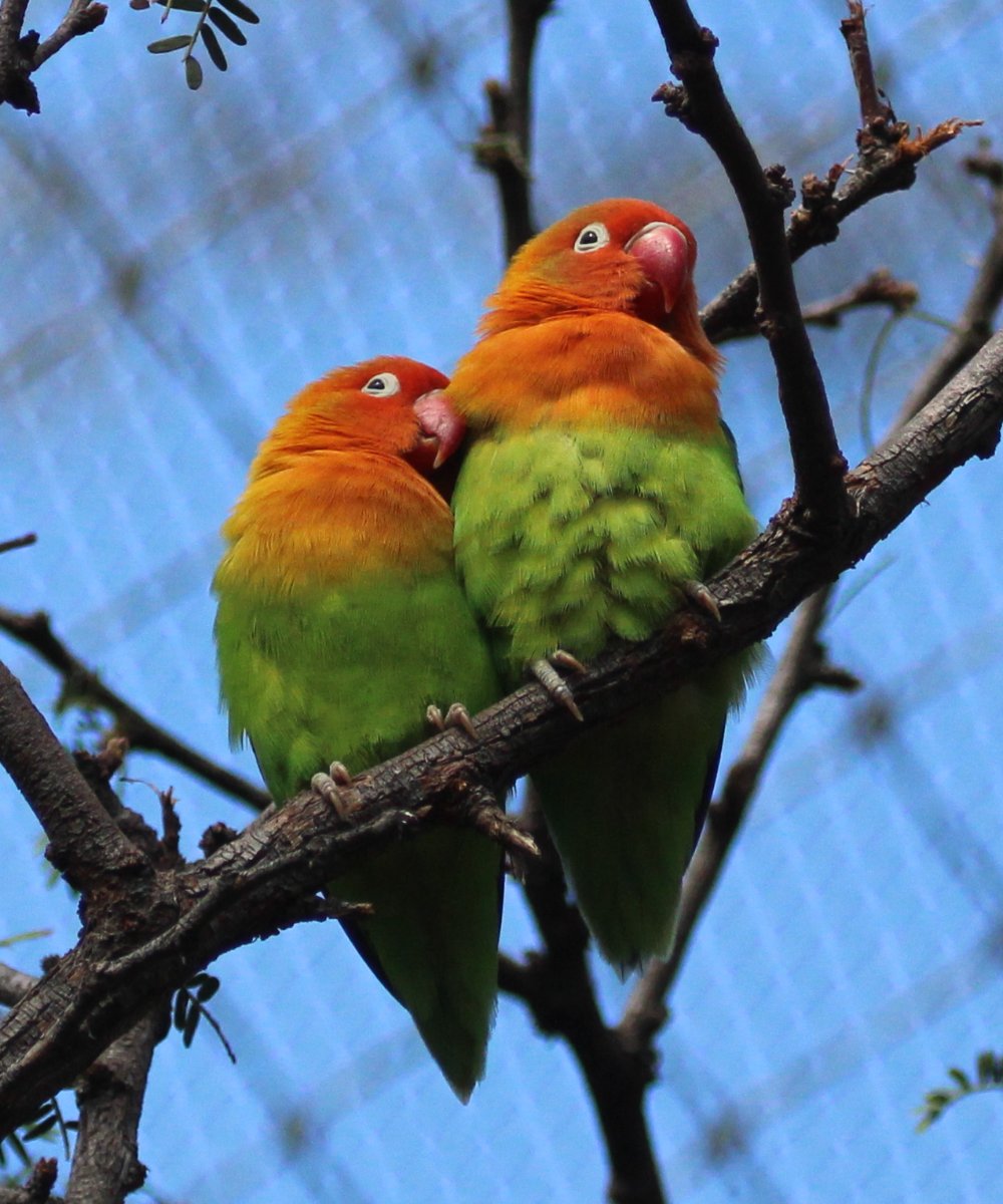 Solve Fischer's Lovebirds, Zoo, San Diego, California jigsaw puzzle ...