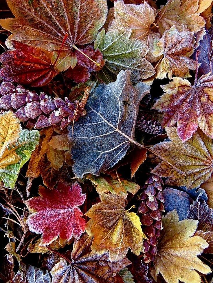 Solve ...fall-frost jigsaw puzzle online with 130 pieces