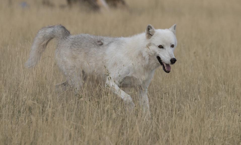 Solve White wolf at the Wild Animal Sanctuary jigsaw puzzle online with ...