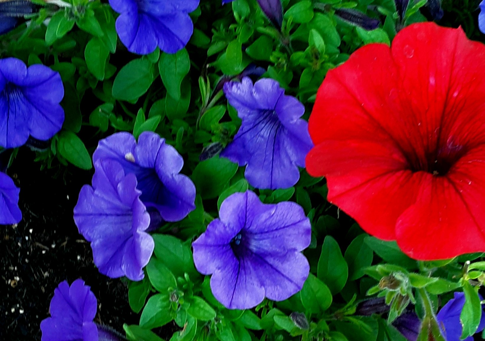 Solve Pretty purple....really red jigsaw puzzle online with 88 pieces