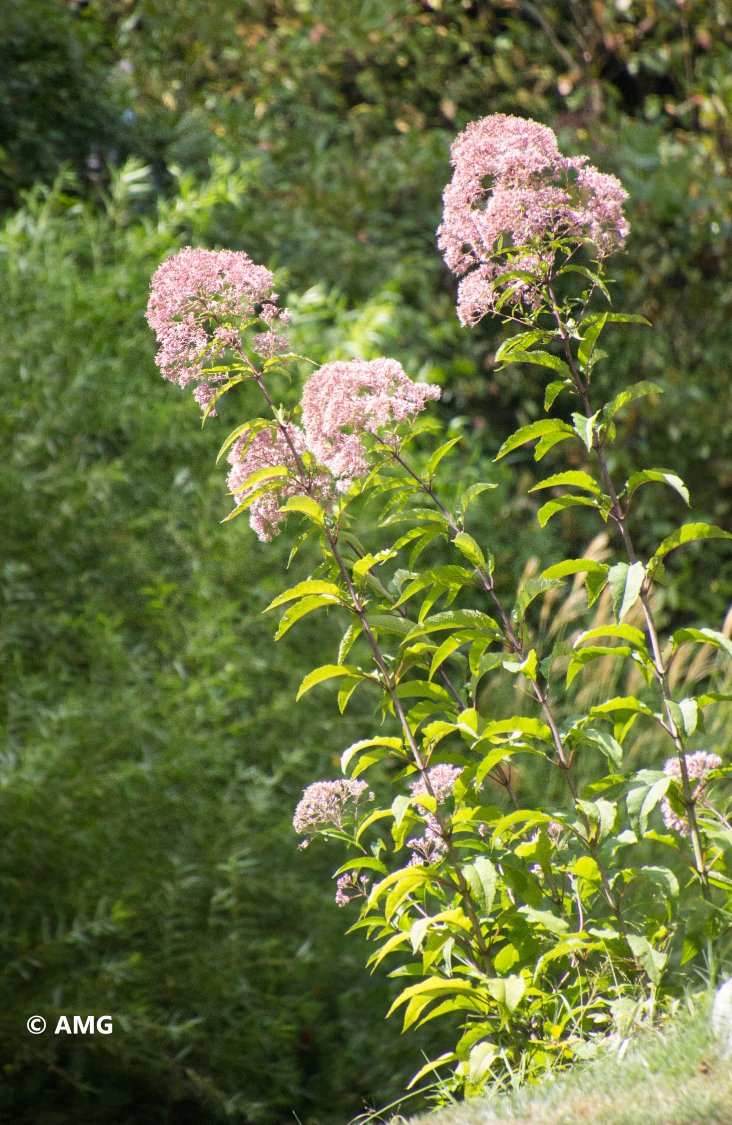 Solve Brookside Gardens jigsaw puzzle online with 12 pieces