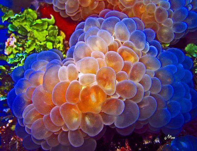 Solve 2 ~ 'Coral Balloon Party' jigsaw puzzle online with 48 pieces