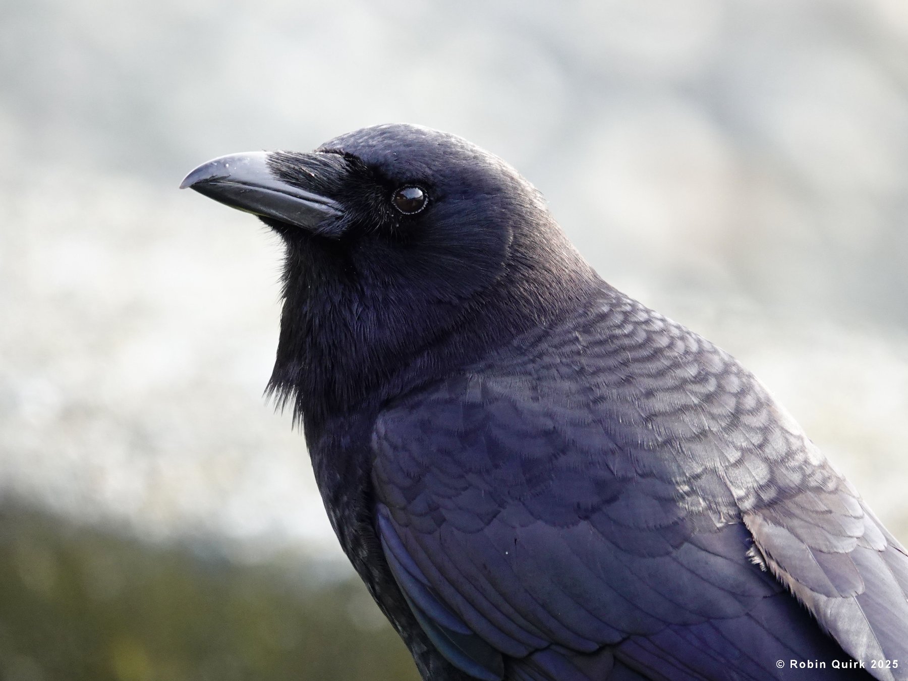 Jigsaw Puzzle | 63 pieces | Crow | Jigidi