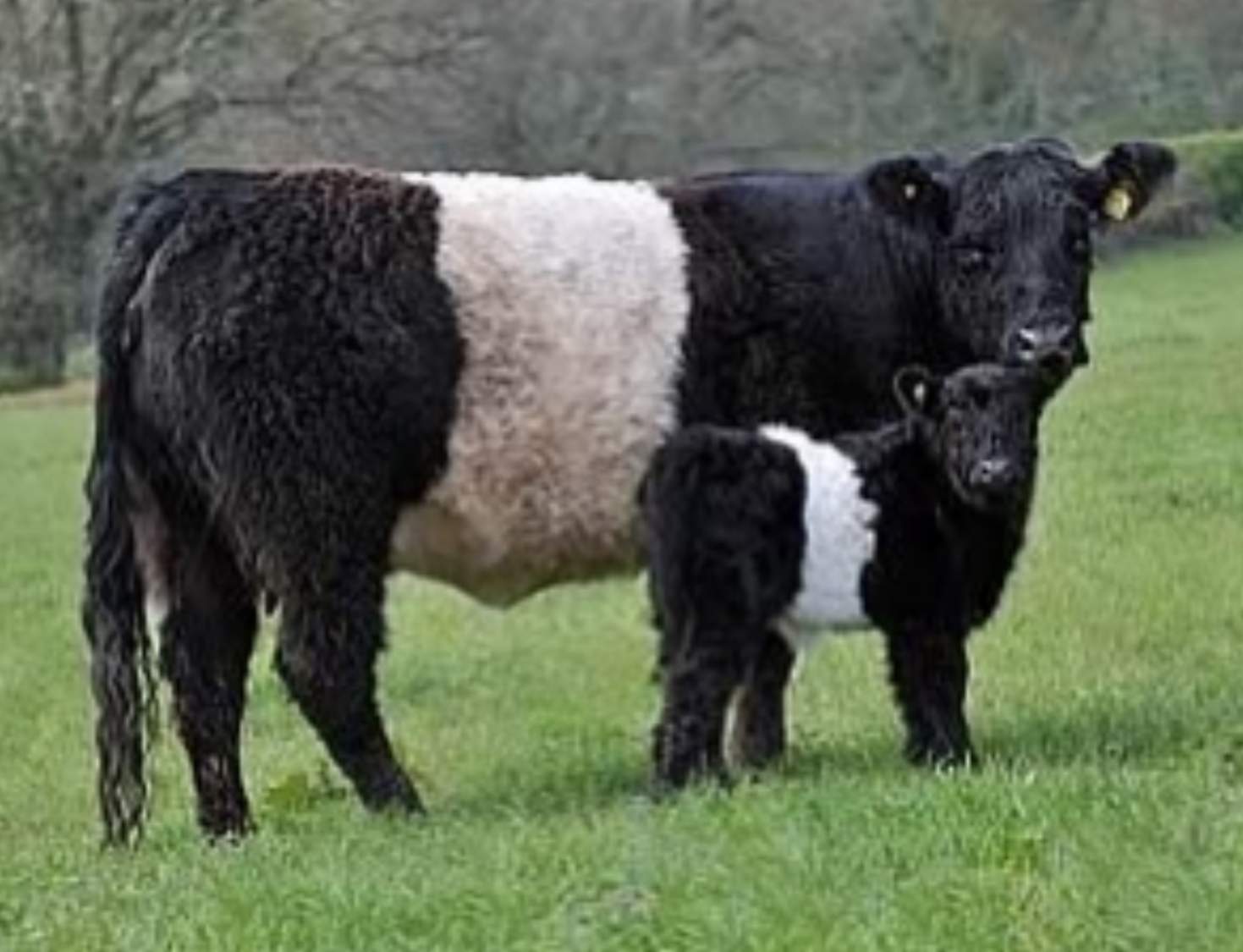 Solve Oreo cow and calf! jigsaw puzzle online with 80 pieces