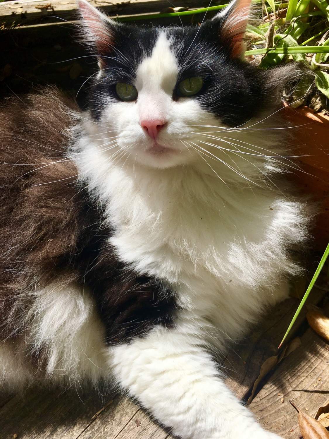 Solve Lizzy jigsaw puzzle online with 108 pieces