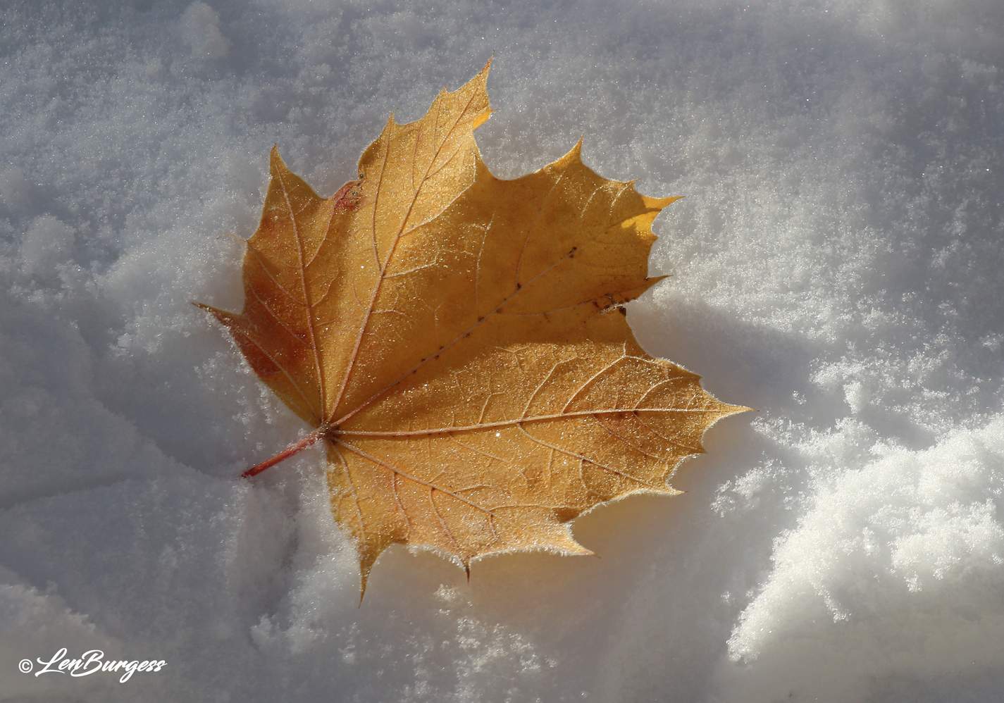 Solve fall leaf & snow_6620 jigsaw puzzle online with 247 pieces