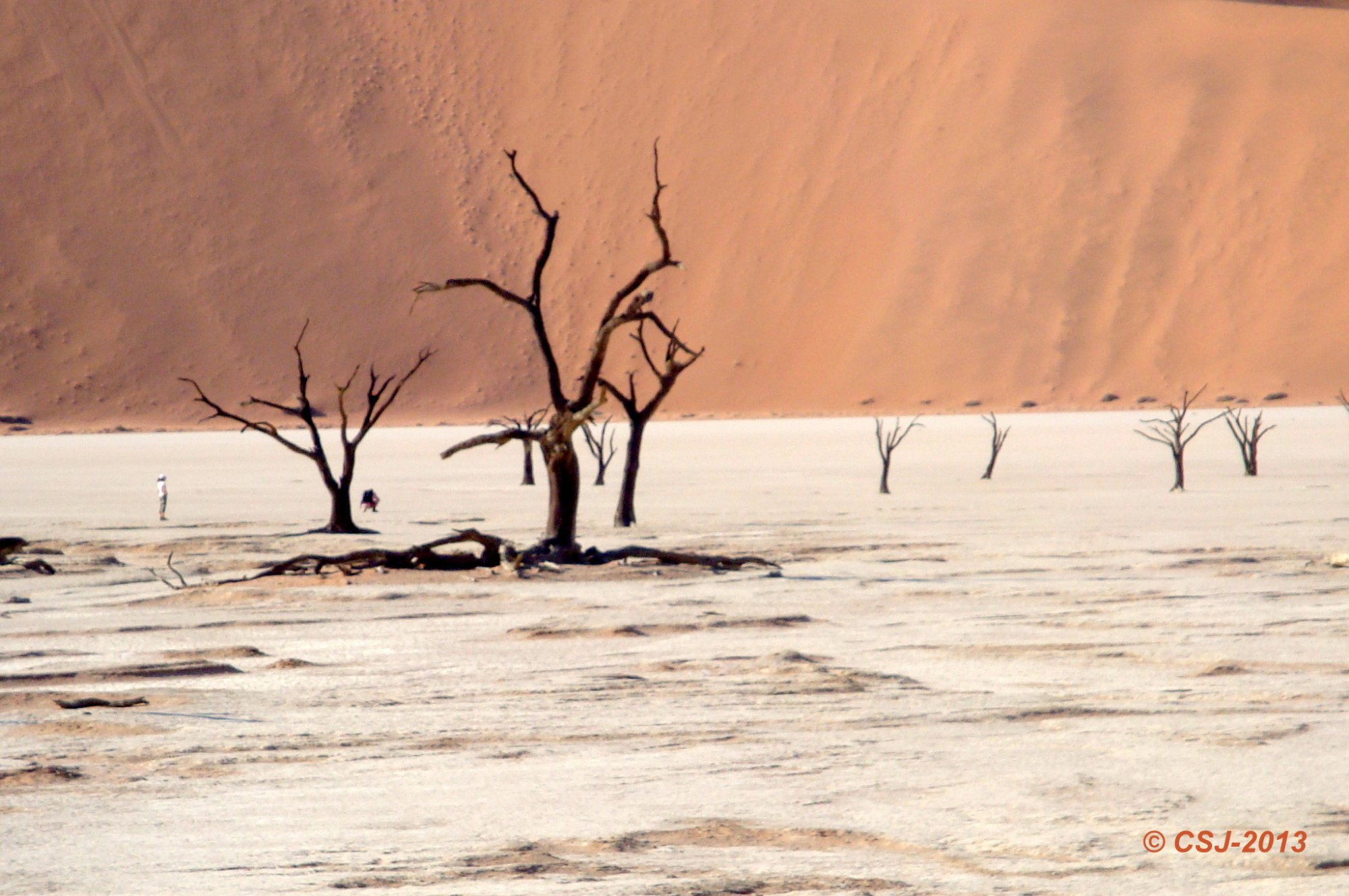Solve NAMIBIA - Sossusvlei - Namib-Naukluft – Dead Camelthorn trees in ...