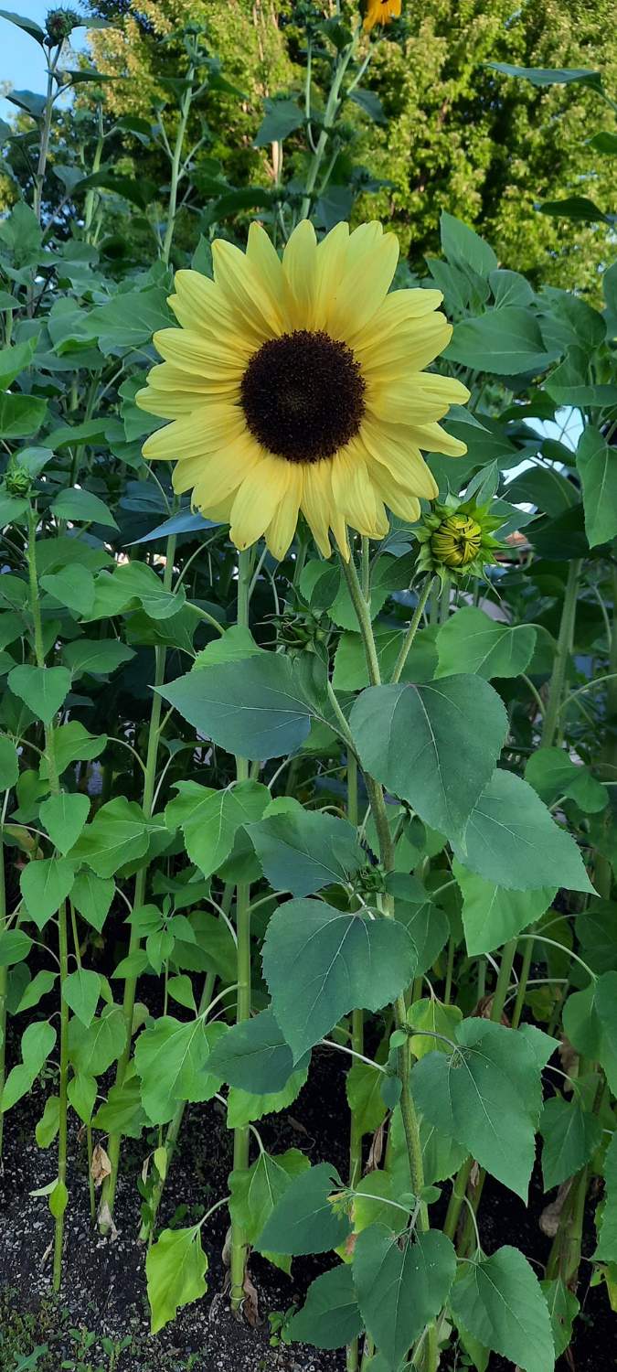 Solve Sunflower 2023 jigsaw puzzle online with 60 pieces Solve Sunflower 2023 jigsaw puzzle online with 60 pieces