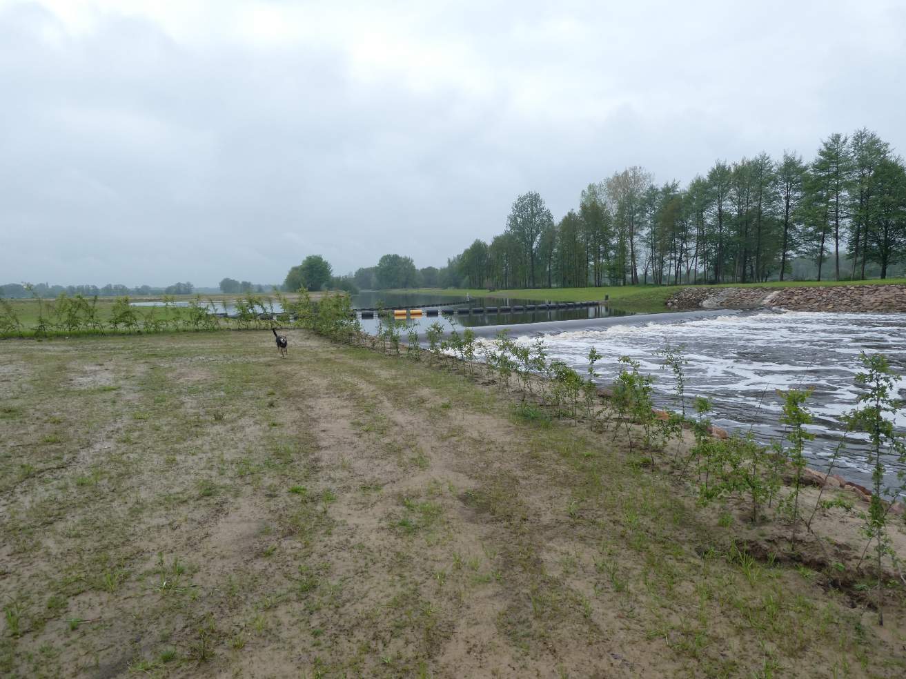 Solve New nature area, just been made - along the river De Regge. Bambi ...