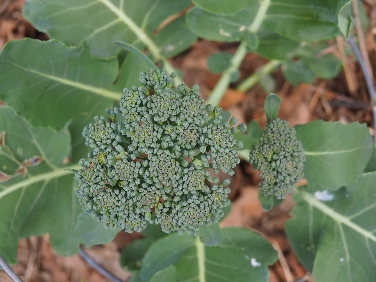 Solve Broccoli Plant jigsaw puzzle online with 30 pieces