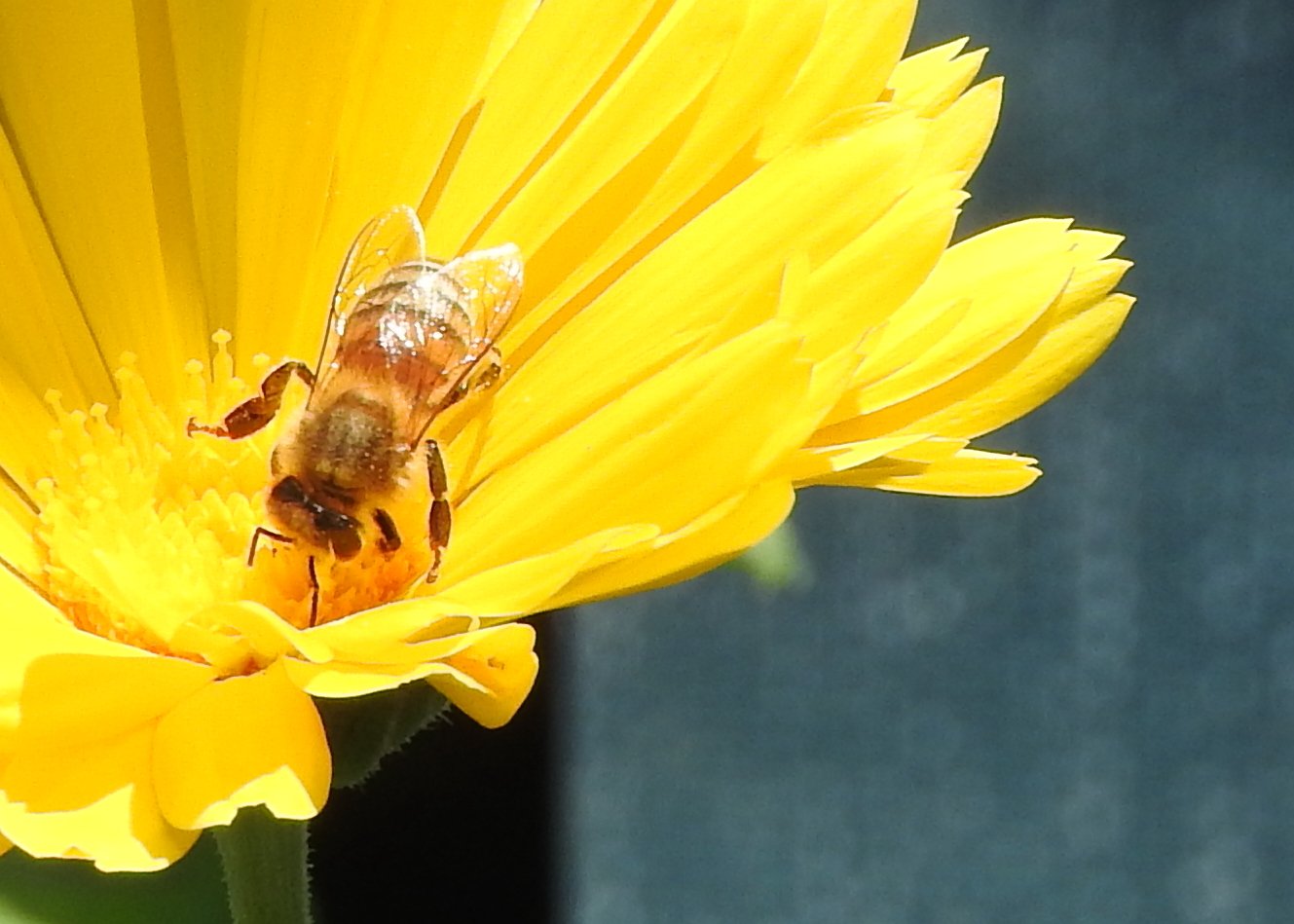 Solve Honeybee on Pot Marigold in my neighborhood, San Marcos, California jigsaw puzzle online ...