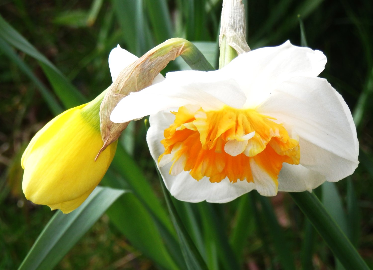 Solve NARCISY jigsaw puzzle online with 20 pieces