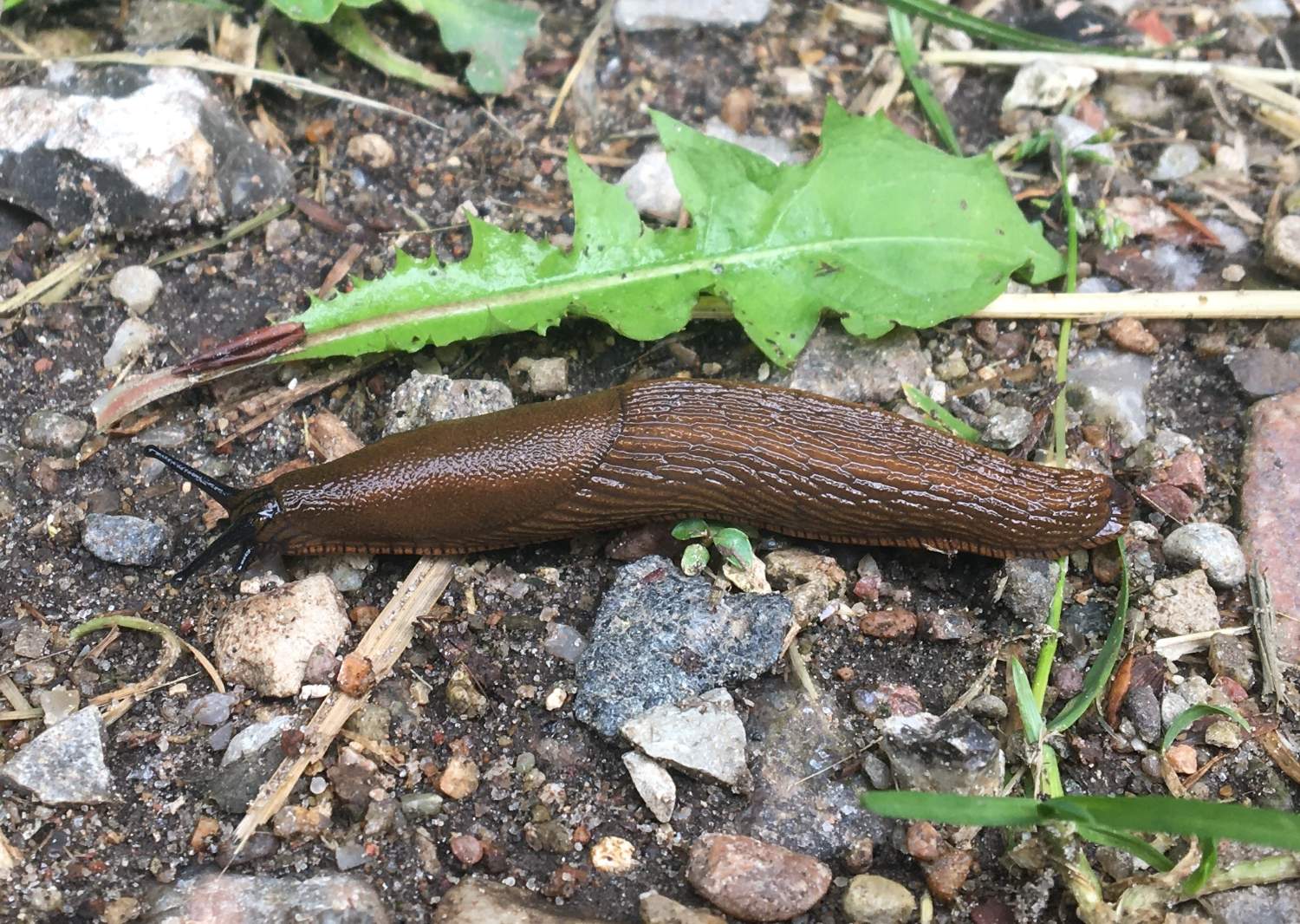 Solve Brikker. Skovsnegl. jigsaw puzzle online with 88 pieces