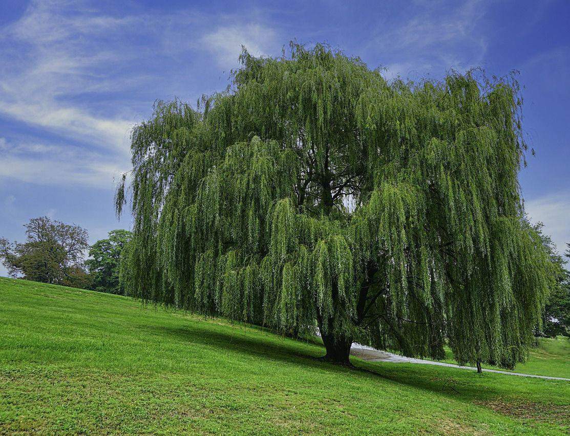 Solve 3 ~ 'Weeping Willow.' jigsaw puzzle online with 20 pieces