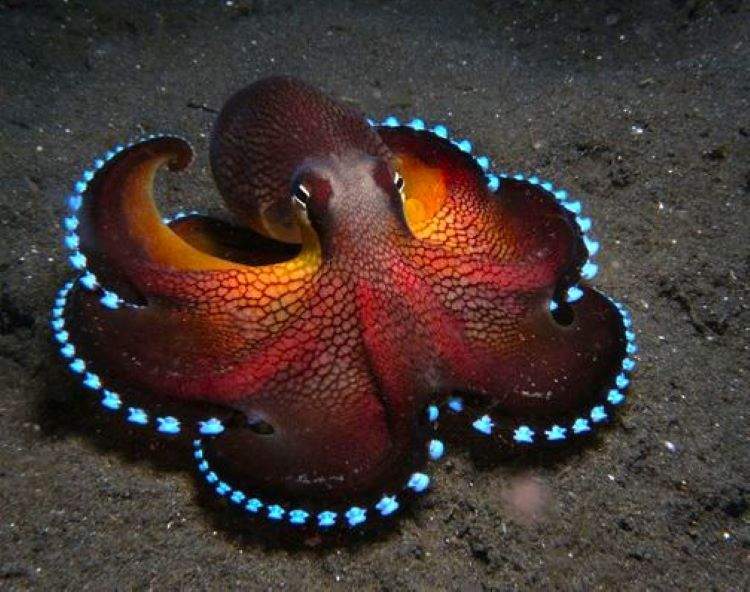 Solve Coconut Octopus jigsaw puzzle online with 120 pieces