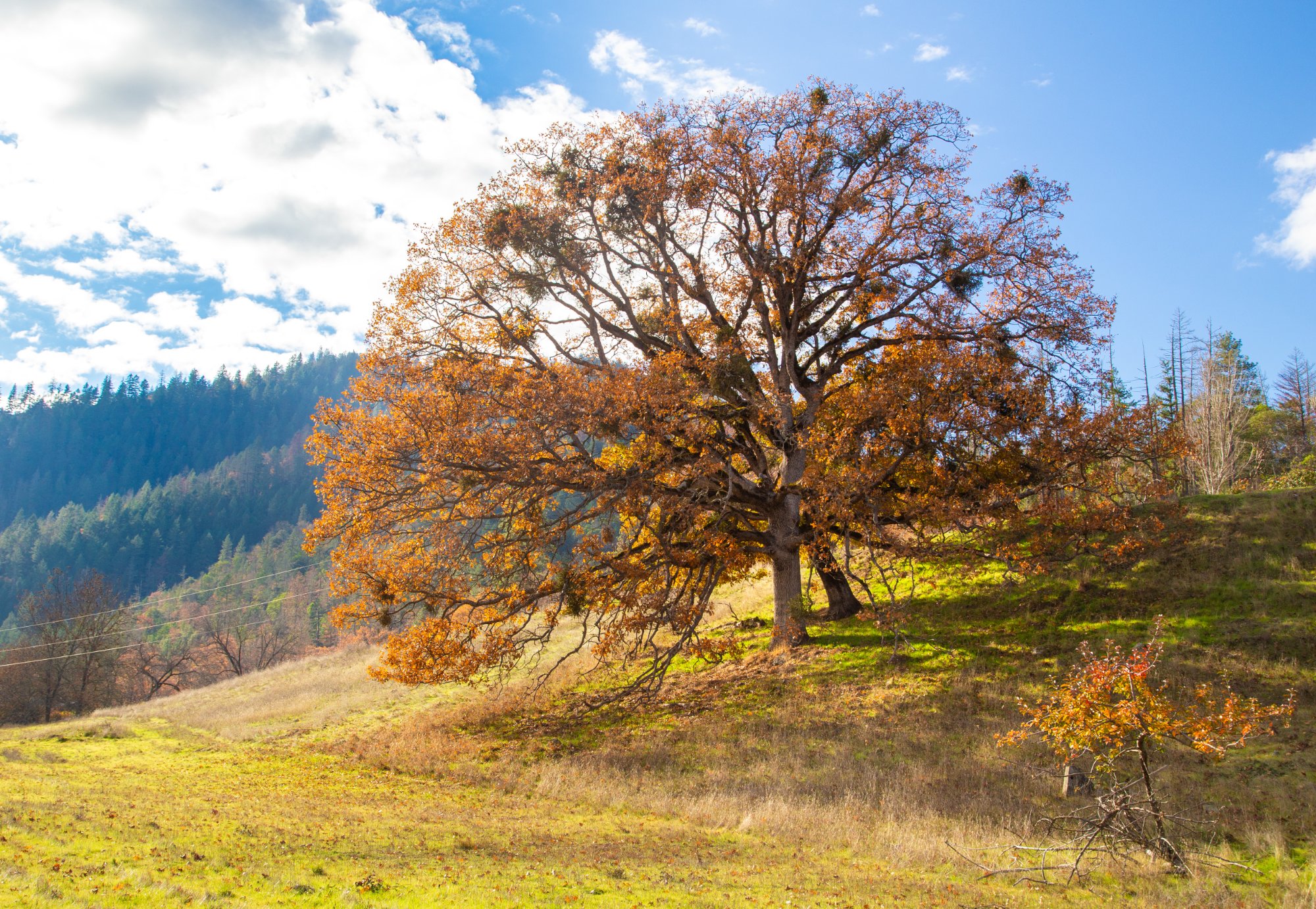 Solve THIS FALL jigsaw puzzle online with 88 pieces