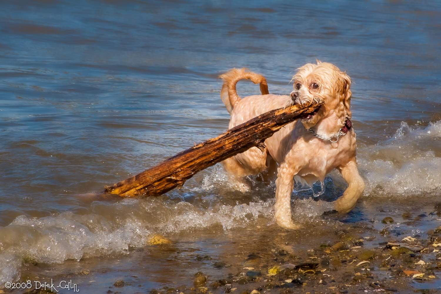 Jigsaw Puzzle | 40 pieces | Master, I fetched the stick! | Jigidi