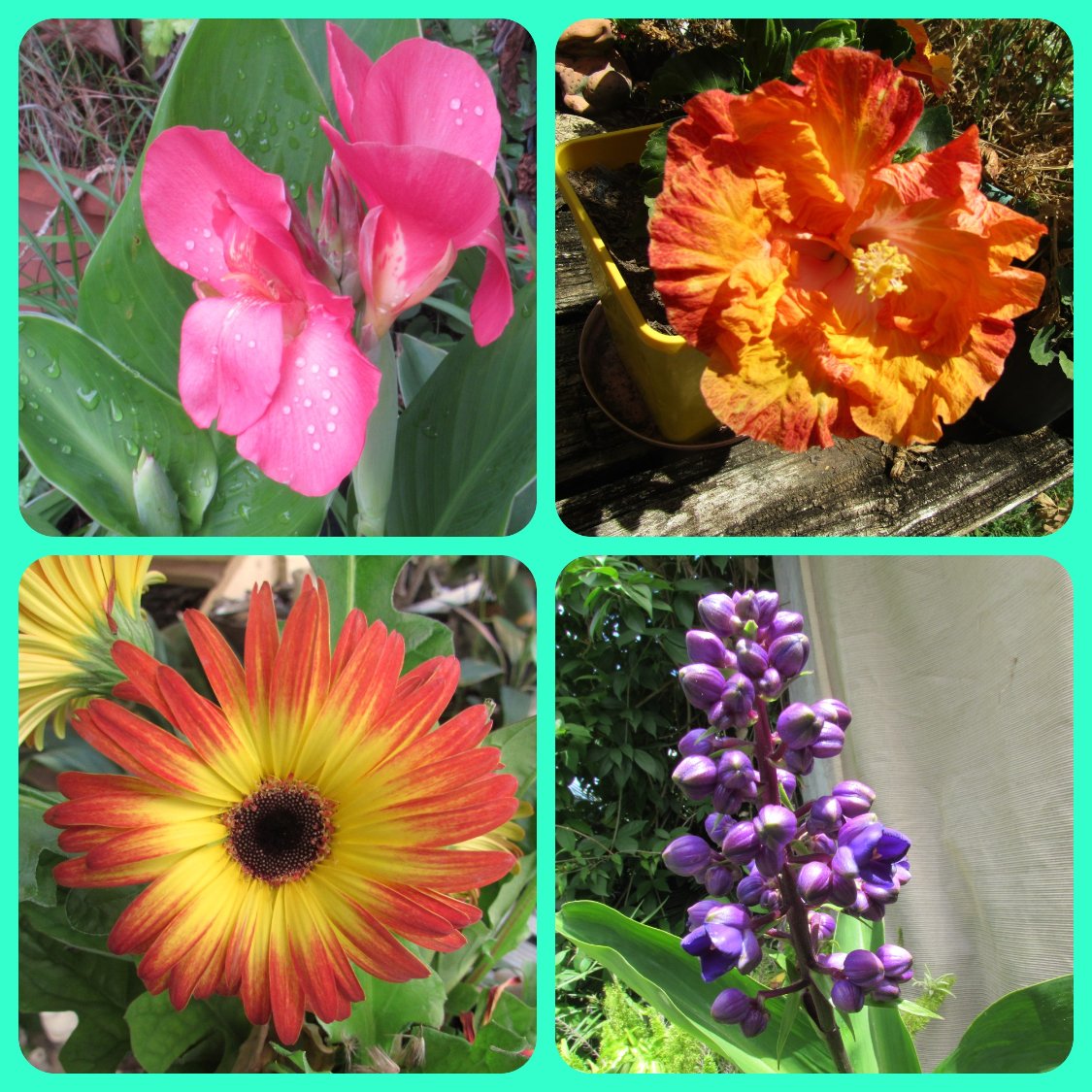 Solve 2026 Flowers. Happy New Year to All My Jigidi Friends. Smaller ...