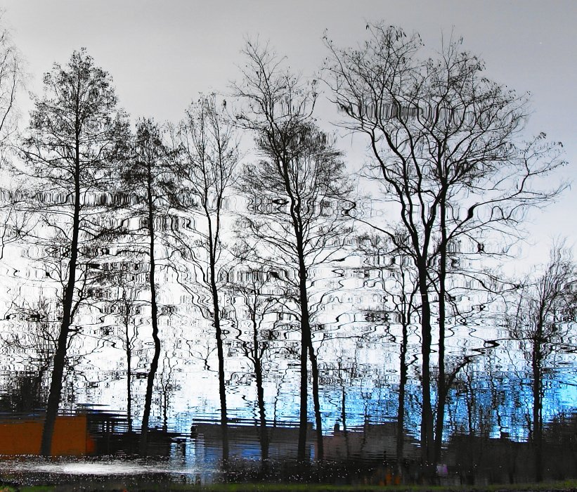 Solve Dancing trees ... reflection on the water surface jigsaw puzzle ...