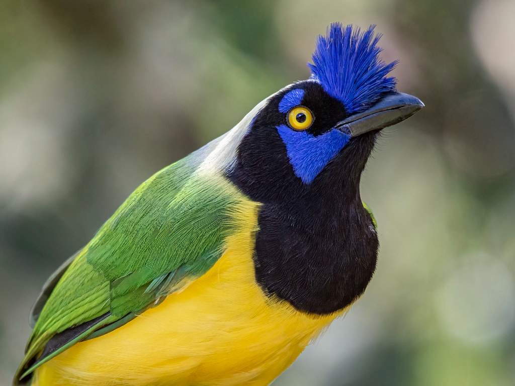 Jigsaw Puzzle | Inca Jay | 48 pieces | Jigidi