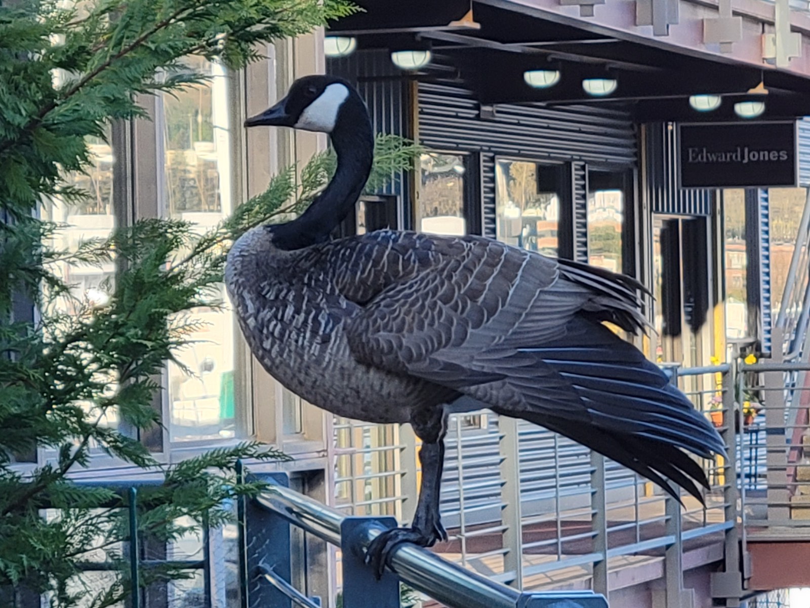 Solve The Majestic Goose jigsaw puzzle online with 48 pieces