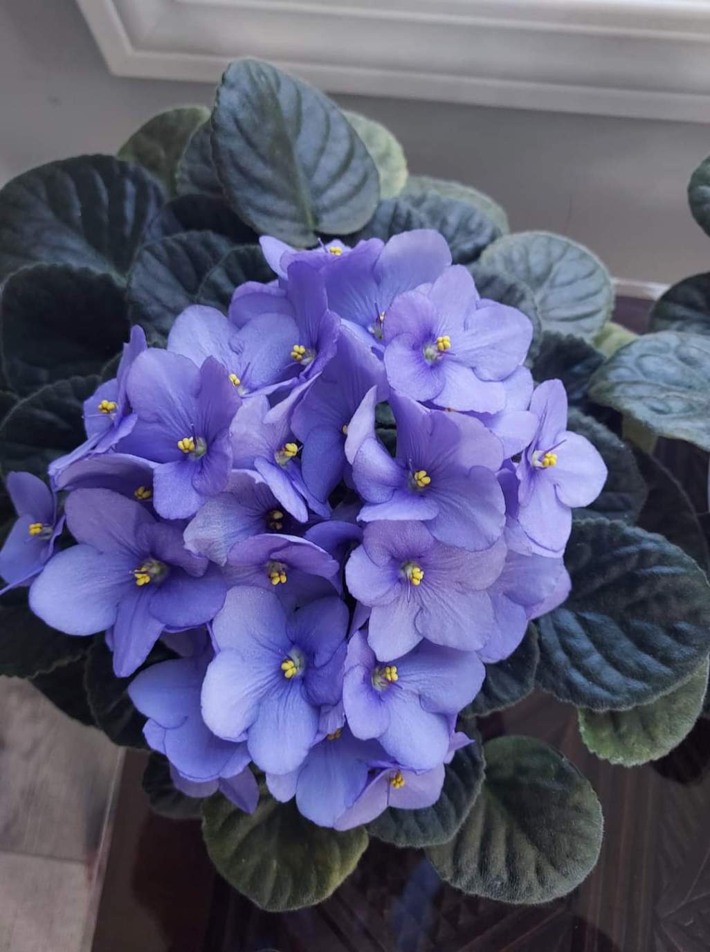 Solve African Violet - Scott Muir jigsaw puzzle online with 88 pieces