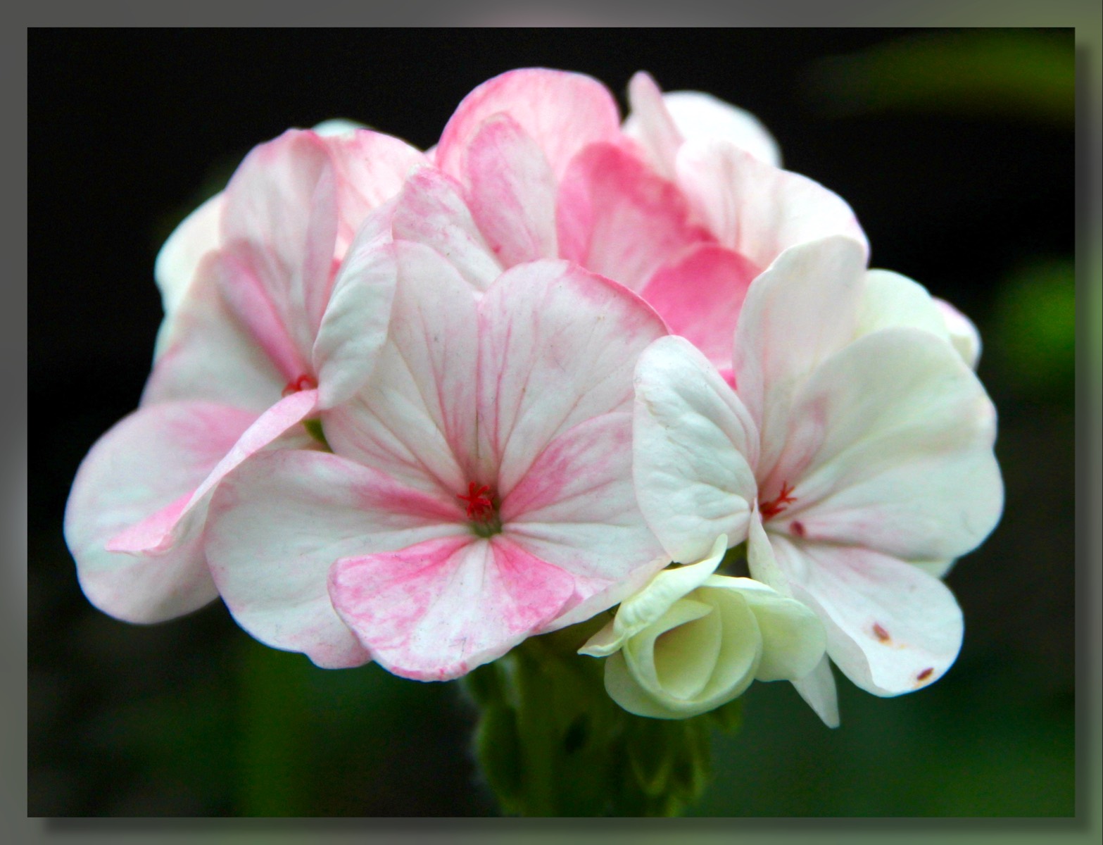 Solve Geranium jigsaw puzzle online with 300 pieces