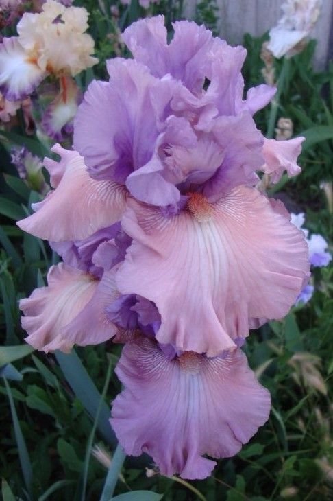 Solve Iris jigsaw puzzle online with 24 pieces