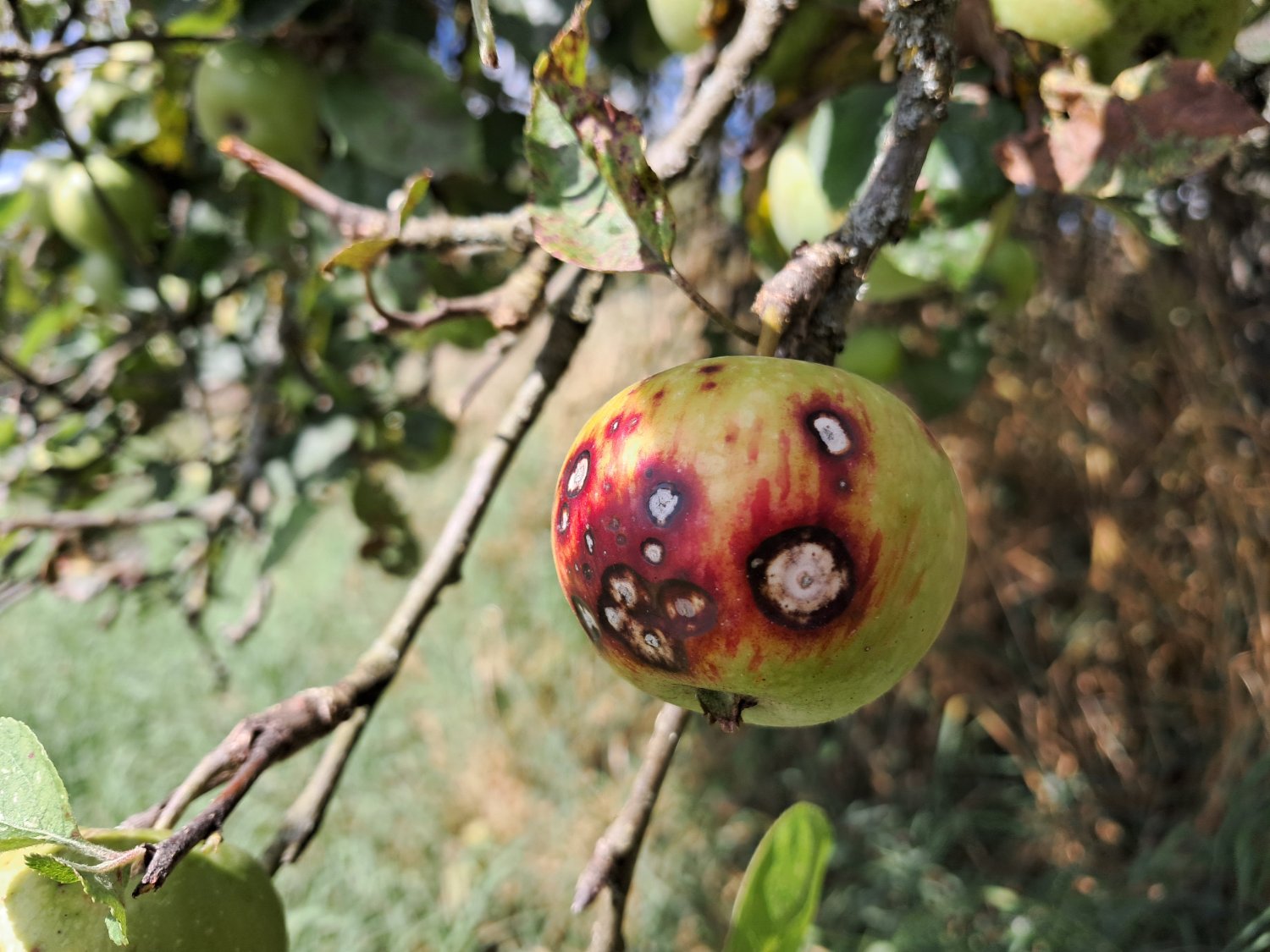 Solve Amazing apple jigsaw puzzle online with 12 pieces