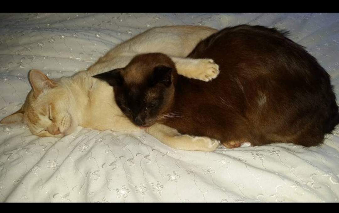 Solve Alfie and Rambo jigsaw puzzle online with 126 pieces