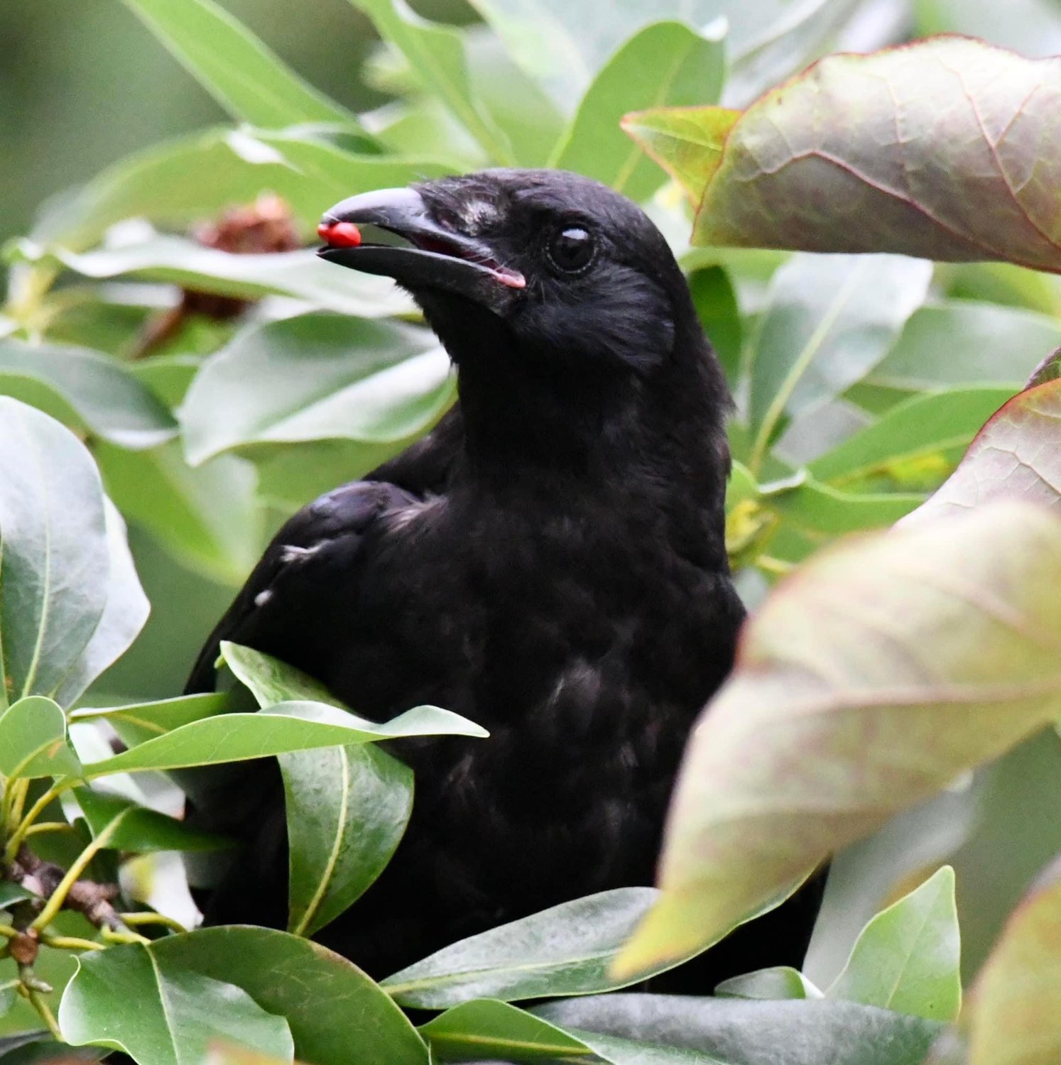 Solve Birds in trees, Long Island, New York jigsaw puzzle online with ...