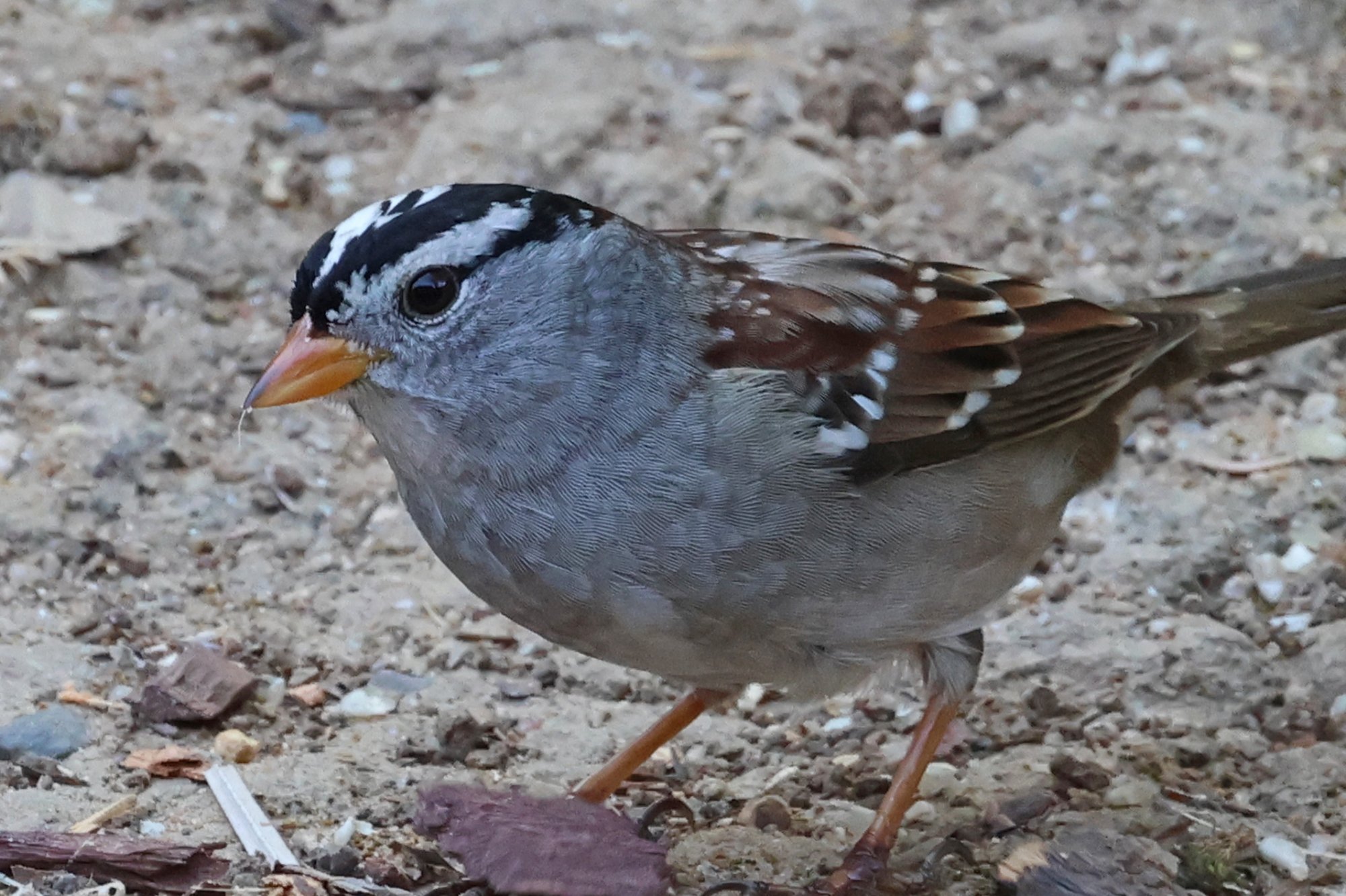 Solve White-crowned Sparrow jigsaw puzzle online with 77 pieces