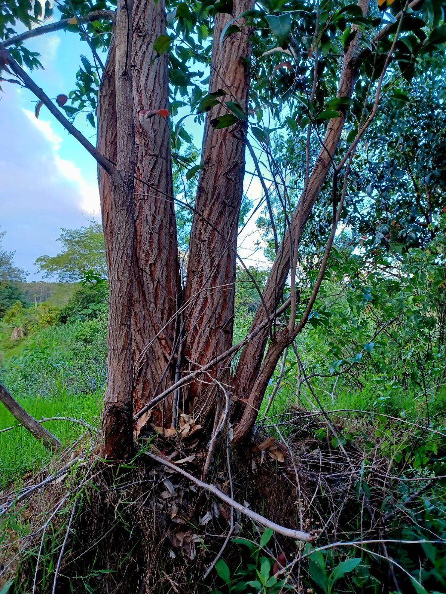 Solve The bark on this clump of trees is particularly interesting and ...