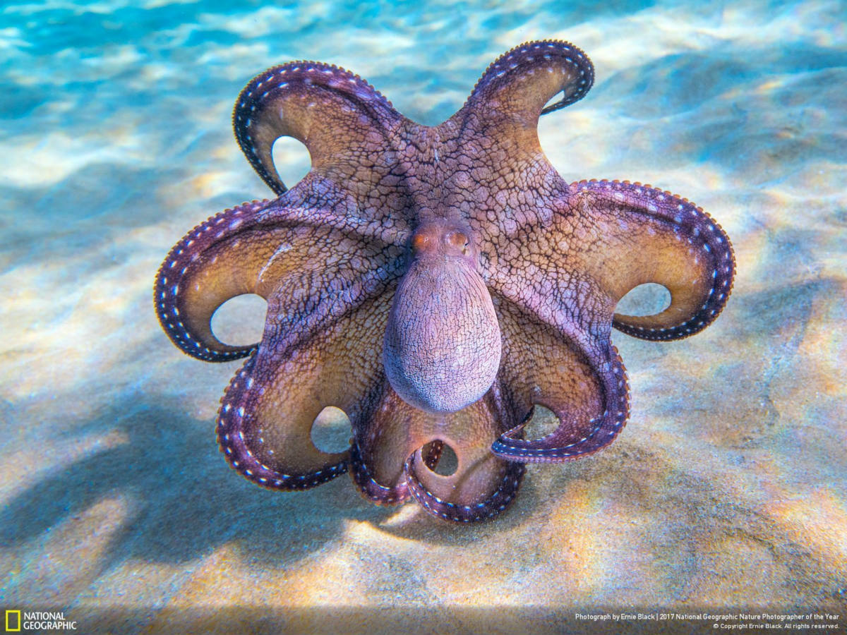 Solve octopus jigsaw puzzle online with 48 pieces