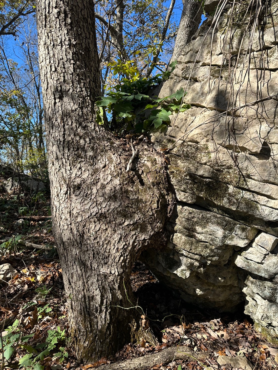 Solve Hold on! jigsaw puzzle online with 252 pieces