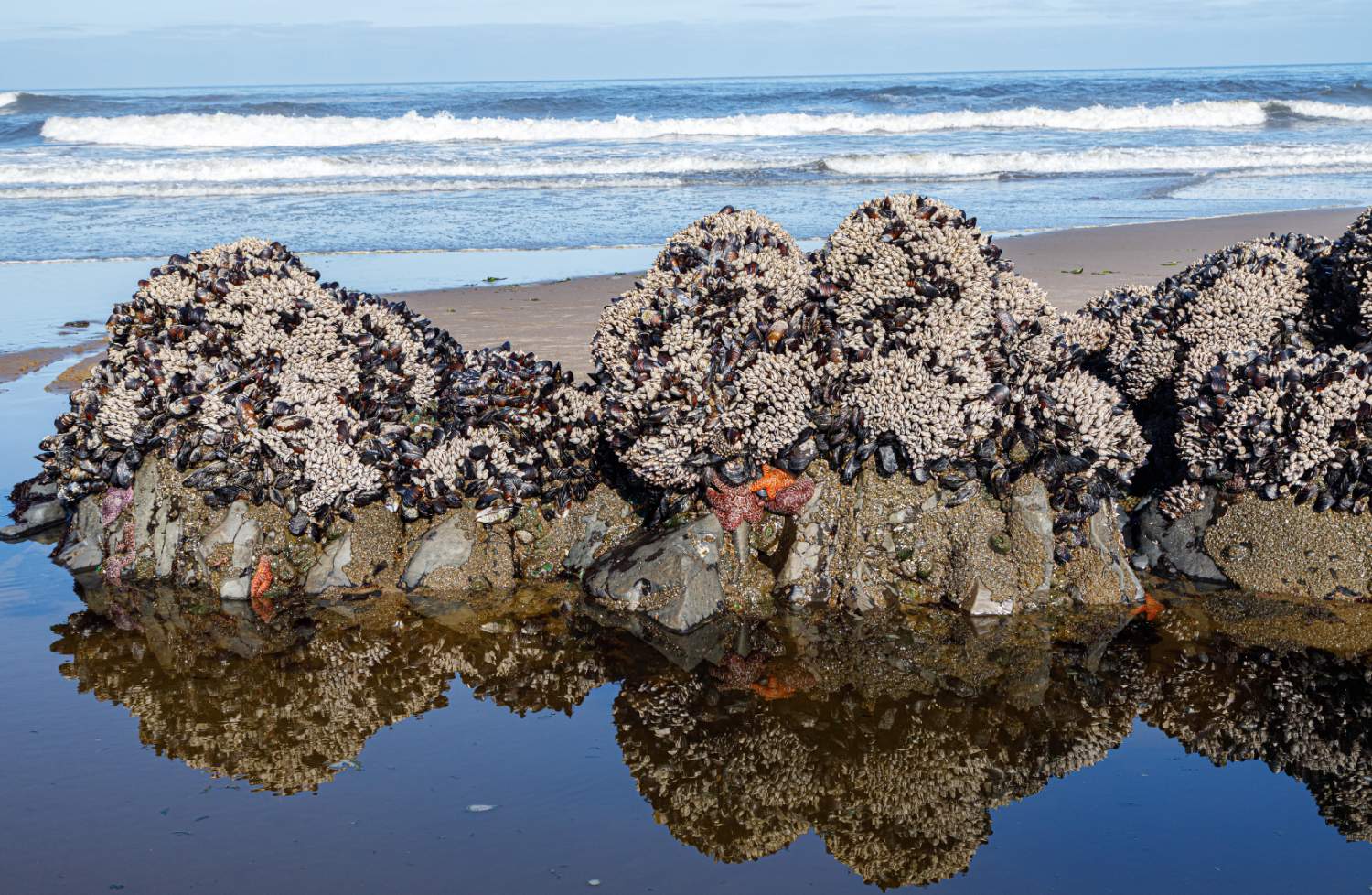 Solve TIDE POOL CLOSER UP jigsaw puzzle online with 96 pieces