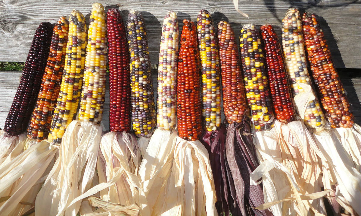 Solve Indian corn jigsaw puzzle online with 84 pieces