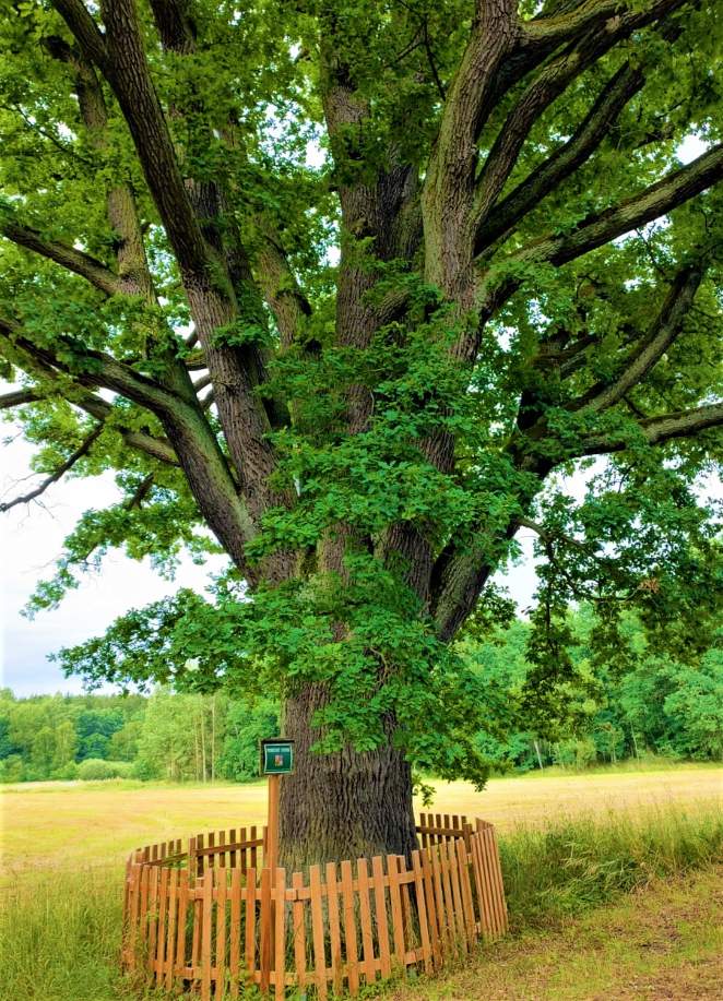 Jigsaw Puzzle | Starý dub - Old oak tree | 12 pieces | Jigidi
