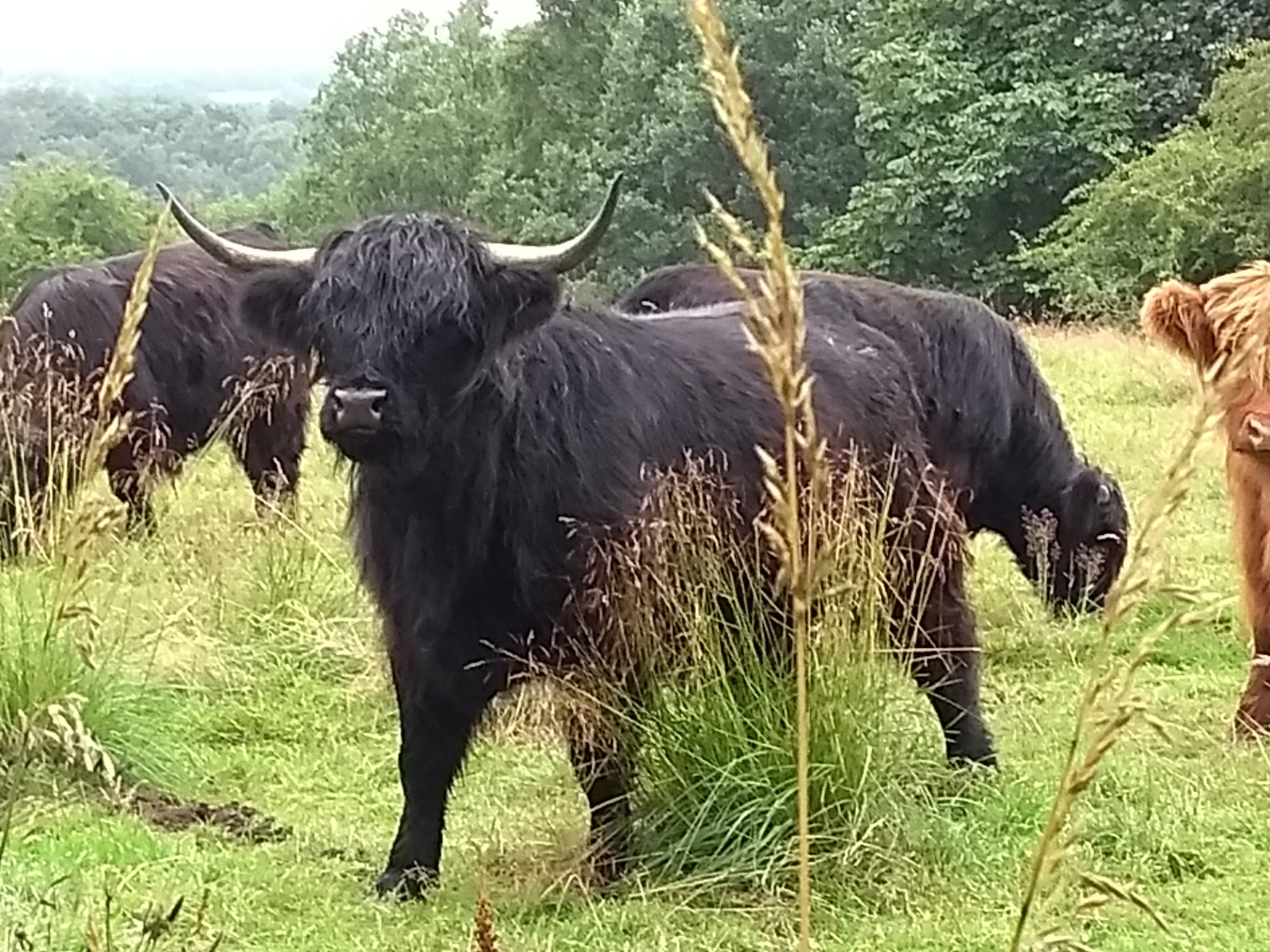 Solve More Cattle. jigsaw puzzle online with 300 pieces