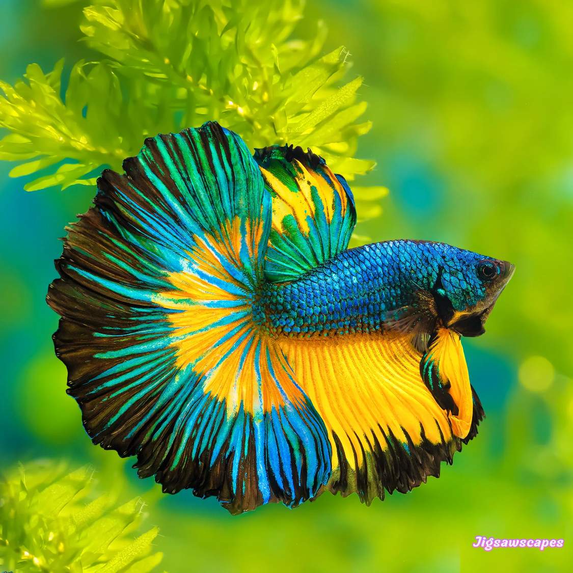Solve Fins to envy . . . . . jigsaw puzzle online with 64 pieces