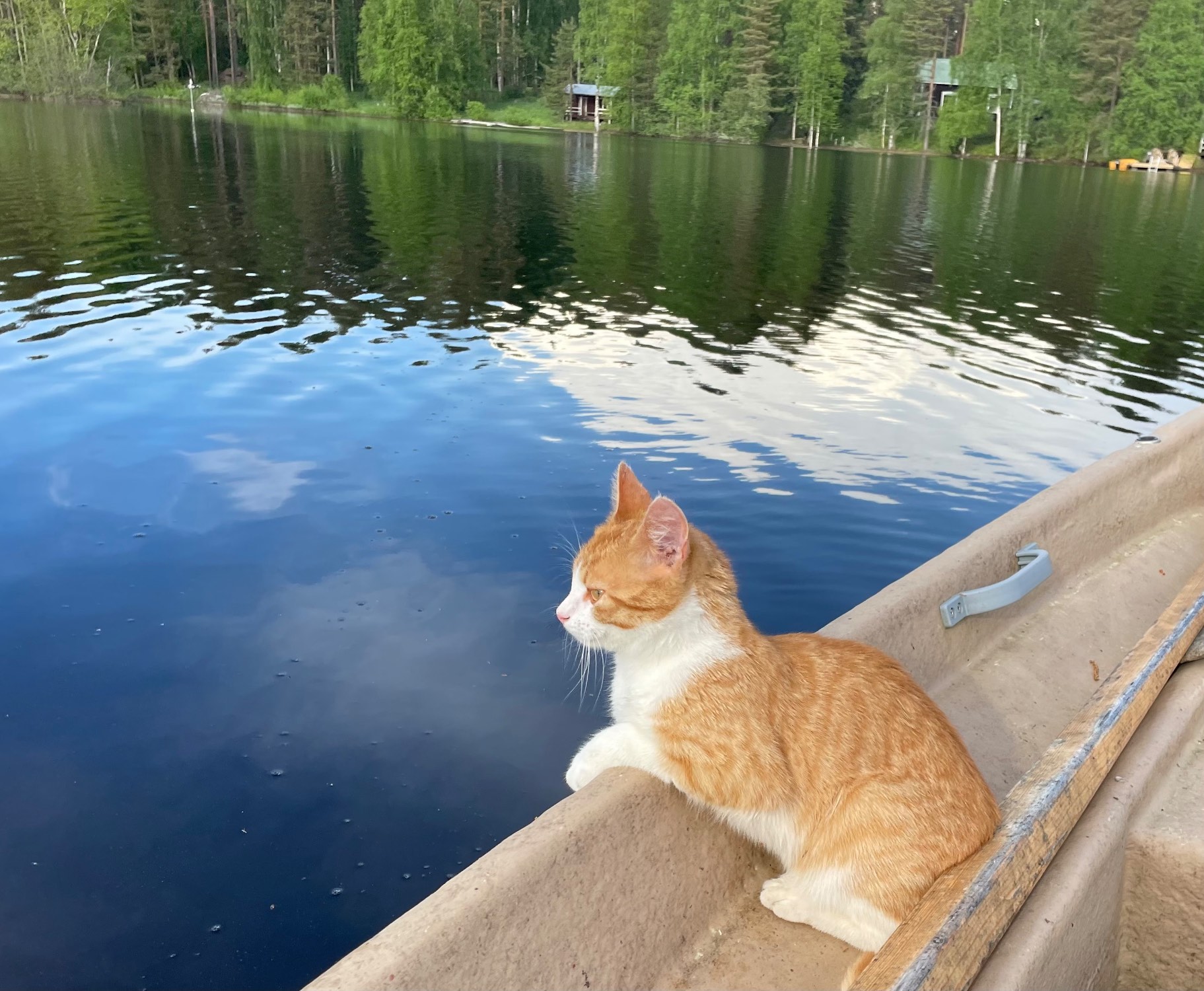 Solve Mintunkukka kalassa jigsaw puzzle online with 238 pieces