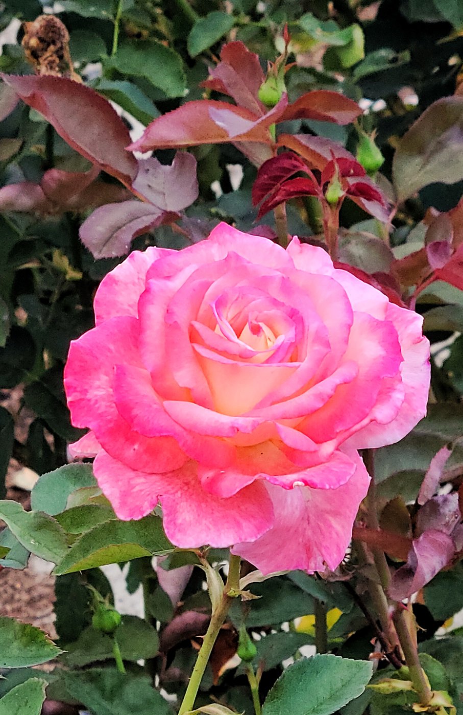 Solve Big Pink Rose Blossom jigsaw puzzle online with 35 pieces