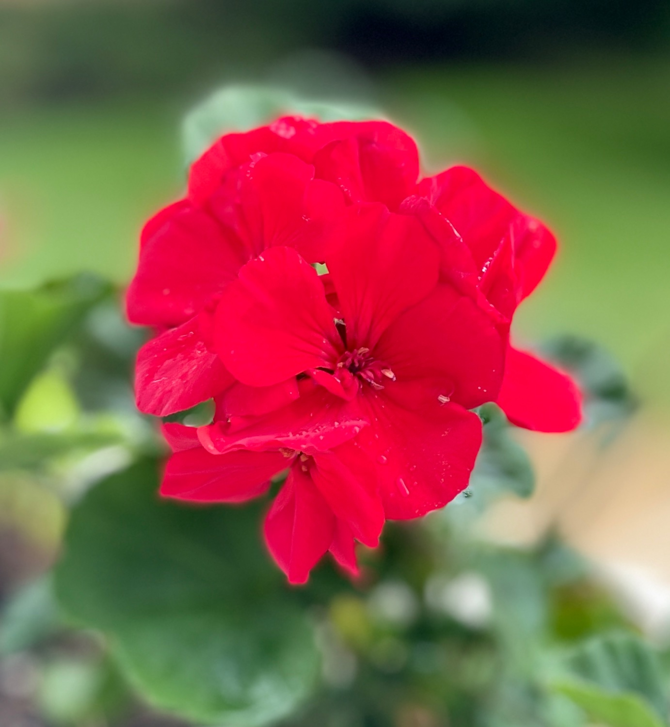 Solve Geranium 2024 jigsaw puzzle online with 100 pieces